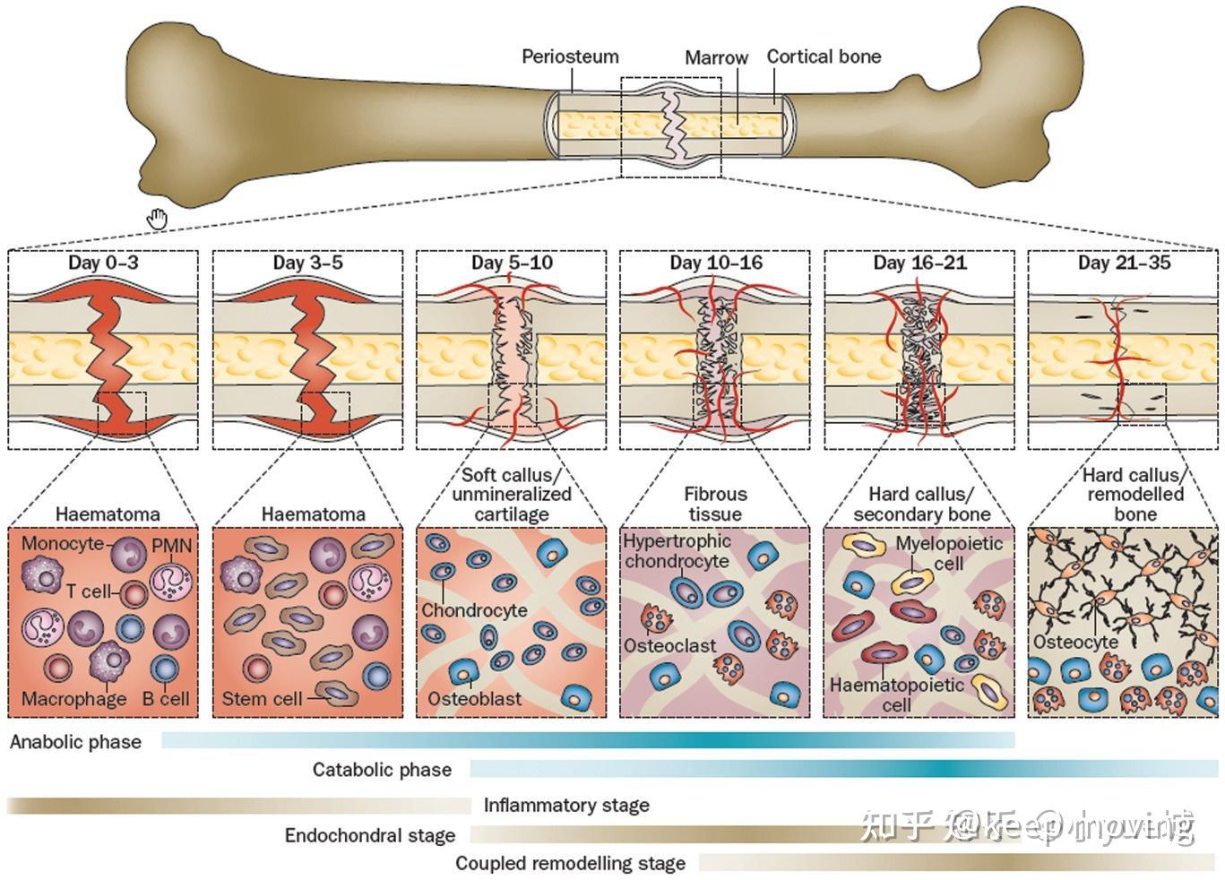 骨组织结构及骨质疏松模型 - 知乎