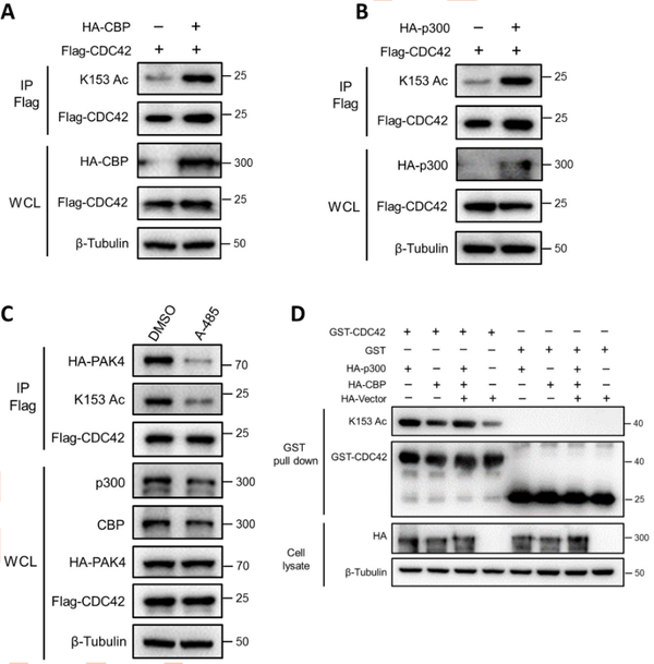 PLoS Pathog︱上海交通大学姚玉峰/卢捷课题组合作发现病原菌可通过调节宿主CDC42乙酰化修饰促进结直肠癌发生发展 - 知乎