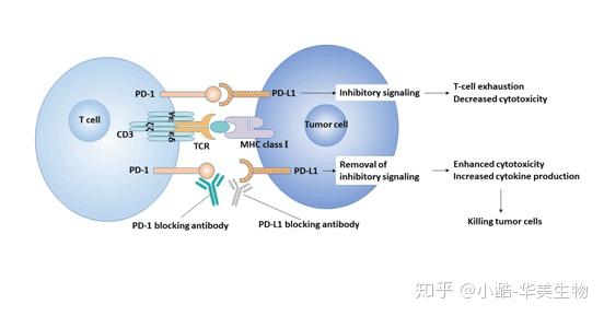 PD-1——重要的免疫检查点 - 知乎