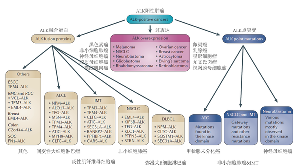 【指南解读专题】CSCO指南2022与ALK抑制剂 - 知乎