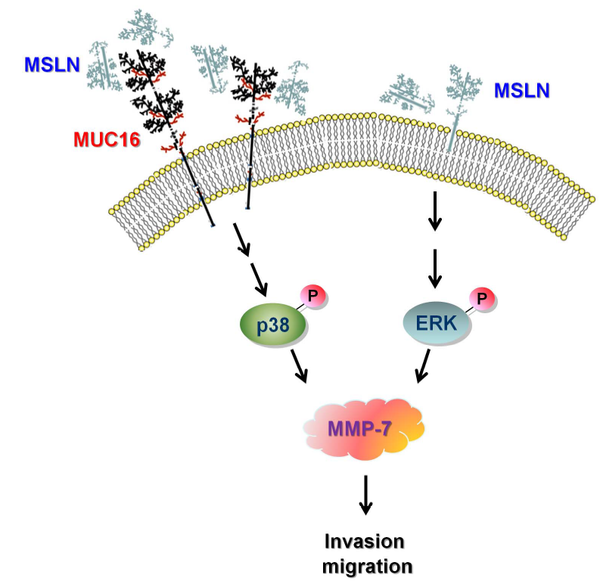 扬帆起航：MSLN靶点治疗带来抗癌治疗“新生机” - 知乎