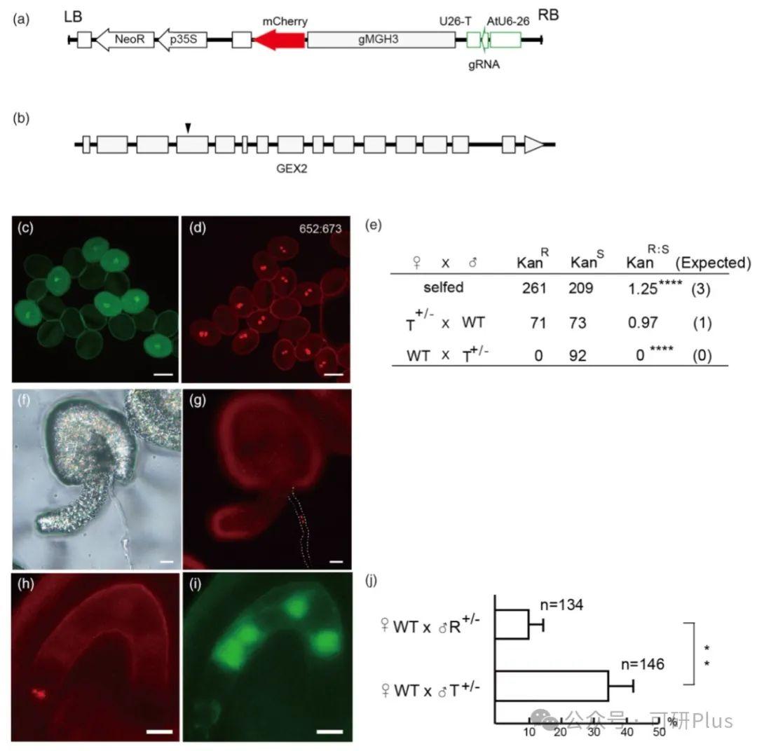 效率飙升！CRISPR介导T-DNA“精准着陆”，拟南芥基因编辑迎来新策略！ - 知乎