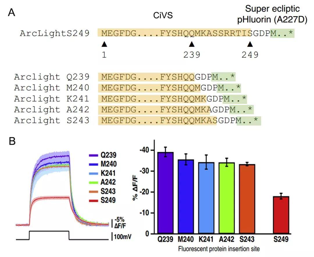 ArcLight，实现神经元电活动的光学记录 - 知乎