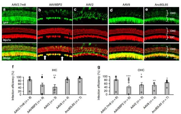 【on-target】AAV感染耳组织 | 血清型·启动子·注射用量 | 一篇就GO了！ - 知乎