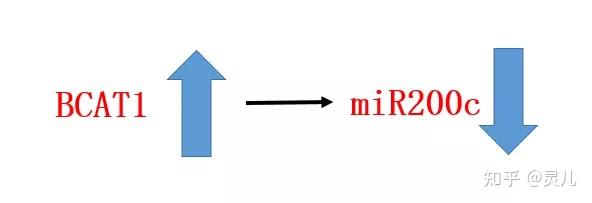 BCAT1在癌细胞转移中的重要作用 - 知乎