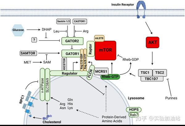 Cell子刊综述：一文详细了解mTOR对细胞代谢的调节 - 知乎