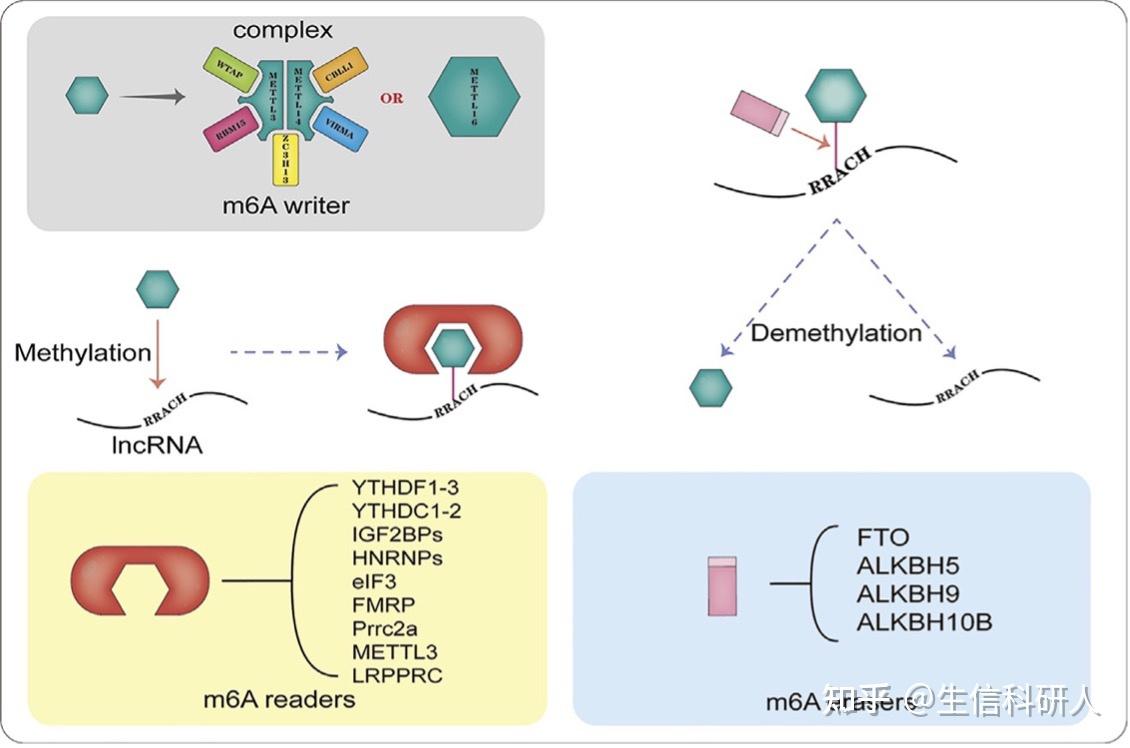综述 | m6A修饰在肿瘤相关的lncRNA调控机制研究 - 知乎