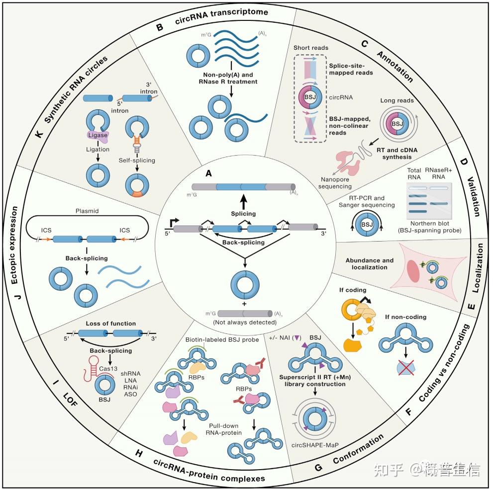 CELL生信热点：circRNA最新研究进展(文末数据库分享） - 知乎