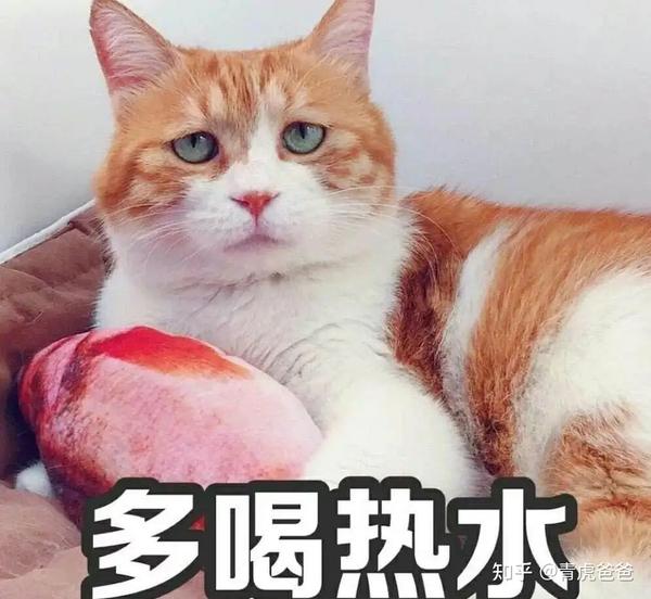 如何让猫多喝水 知乎