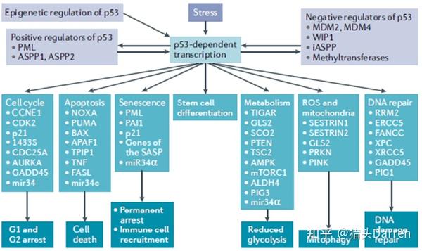传奇抑癌基因P53的前世今生 - 知乎