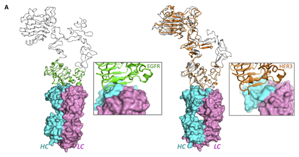 多特异性抗体：Two-in-One - 知乎