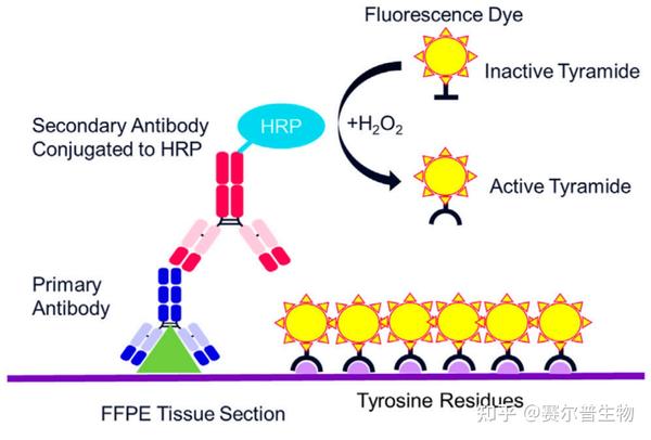 多色荧光免疫组化（mIHC）技术的主要类型 - 知乎