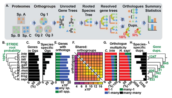 如何寻找同源基因---OrthoFinder - 知乎