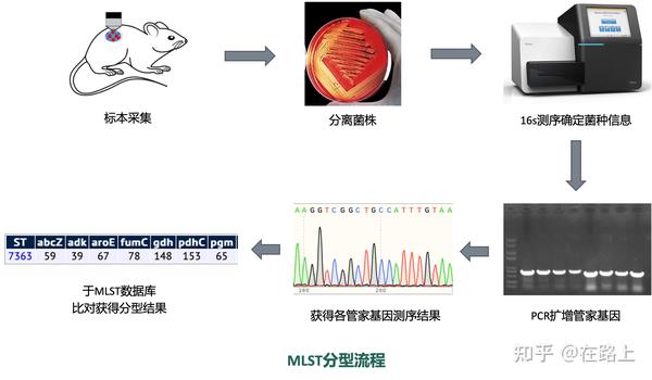 MLST分型检测 - 知乎