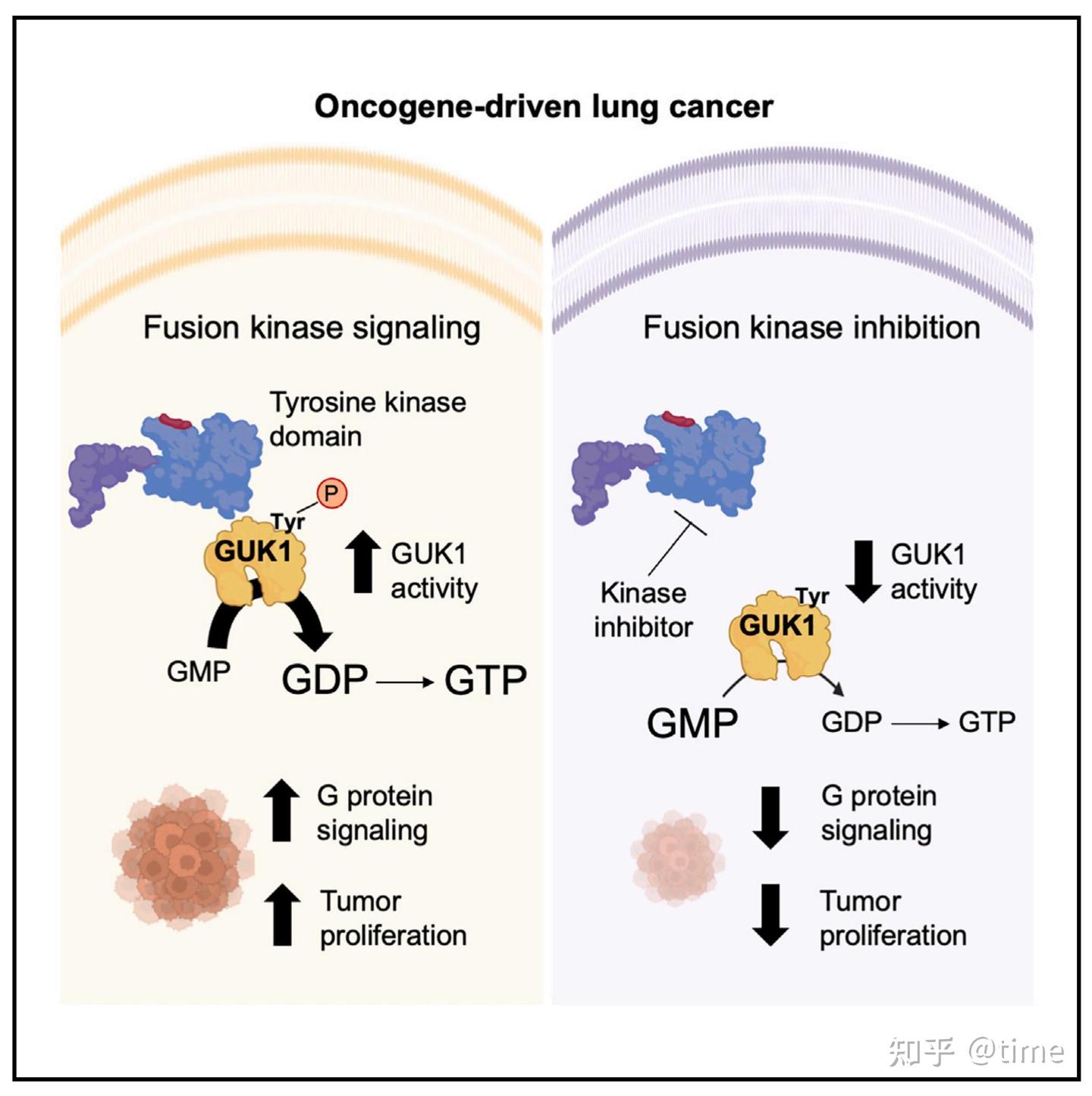文献分享 | Cell：GUK1激活是肺癌的代谢倾向 - 知乎