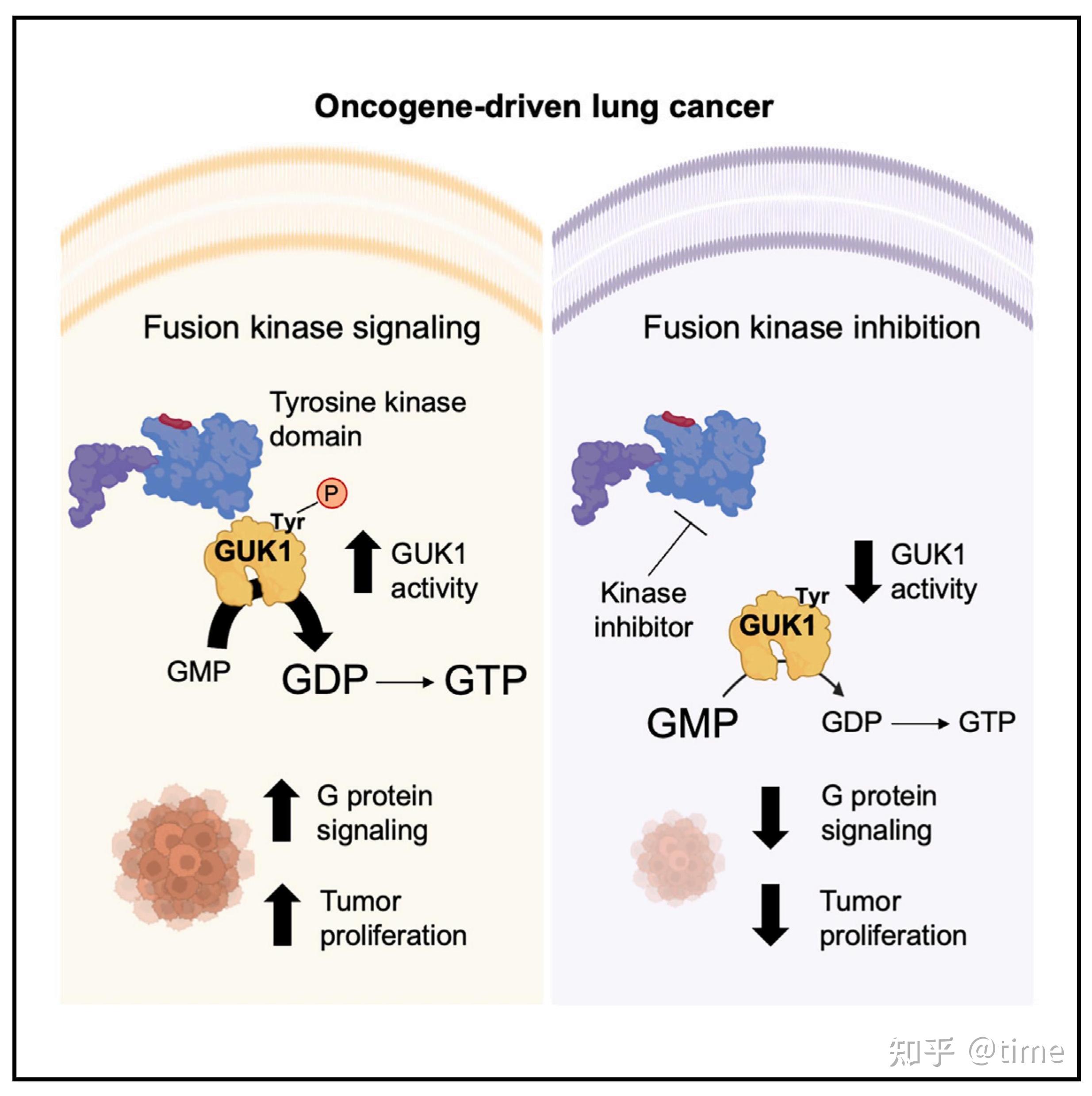 文献分享 | Cell：GUK1激活是肺癌的代谢倾向 - 知乎
