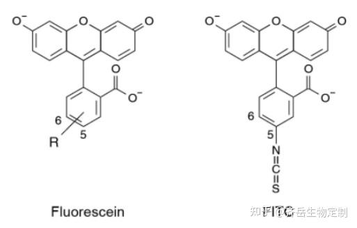 FITC荧光标记多糖（蔗糖、麦芽糖、乳糖、淀 粉、糖原、纤维素） - 知乎