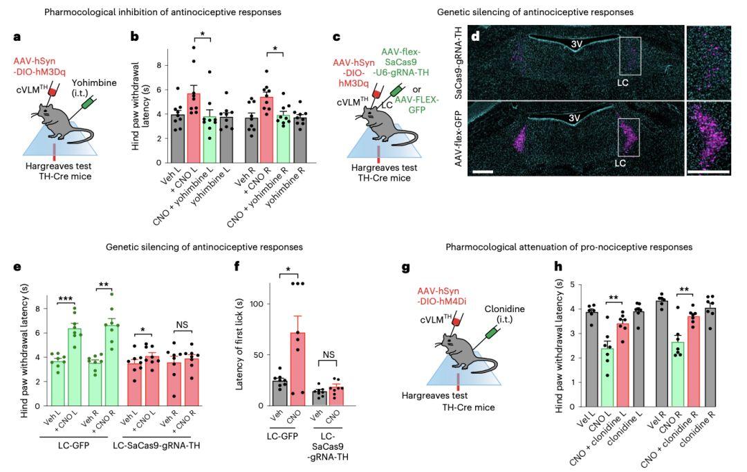 Nature Neurosci：疼痛调控新神经环路 - 知乎