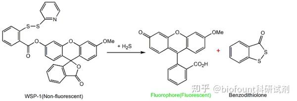 WSP-1,硫化氢荧光探针 - 知乎