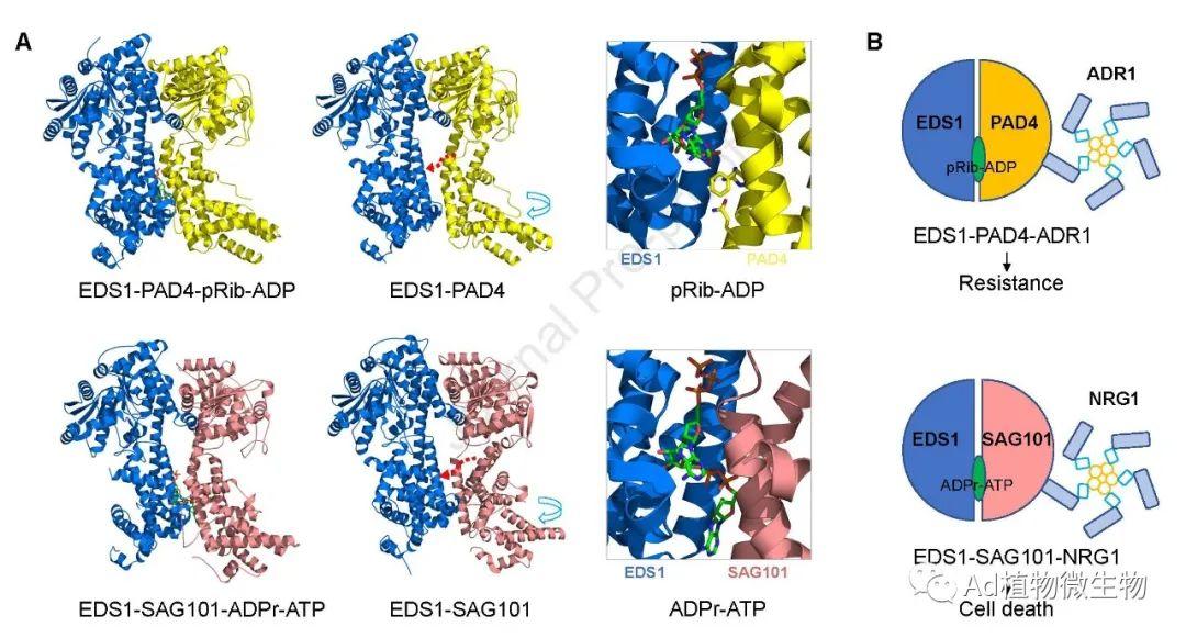 Molecular Plant | 柴继杰团队详细综述植物免疫受体的结构、生化功能和信号传导机制！ - 知乎