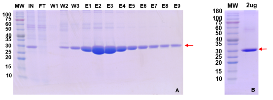 重组抗体高效表达秘籍 - 知乎