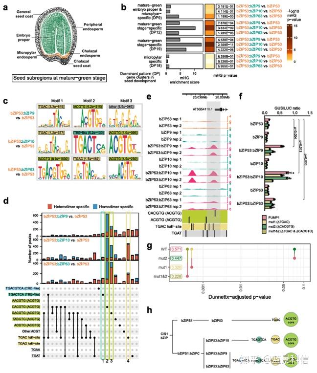 利用dDAP-seq技术解析转录因子的DNA结合特性 - 知乎