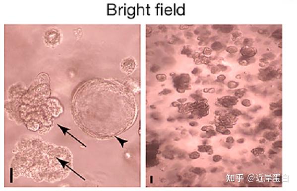 解析FGF家族—类器官培养中的关键细胞因子 - 知乎