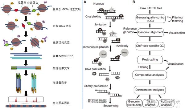 systemPipeR : 什么？在 R 里面就能做全套的 ChIP-seq ? - 知乎