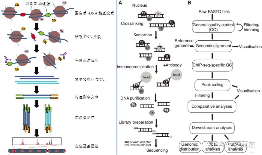 systemPipeR : 什么？在 R 里面就能做全套的 ChIP-seq ? - 知乎