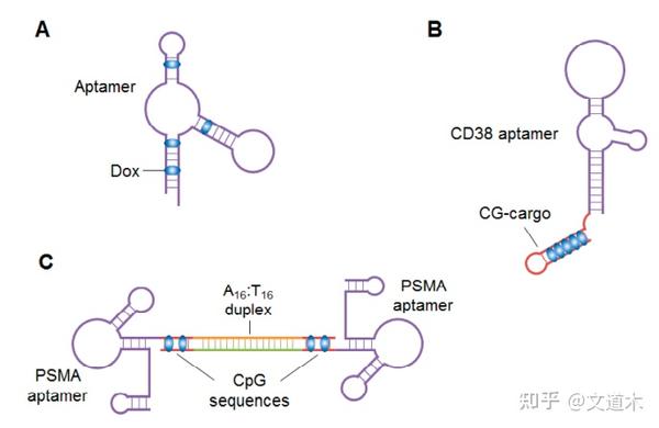 Aptamer：核酸适配体偶联药物ApDC (2) - 知乎