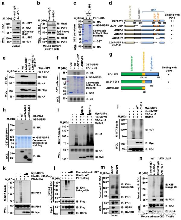PD-1新机制：ERK和USP5通过去泛素化调控PD-1稳态进而调节肿瘤免疫治疗 - 知乎