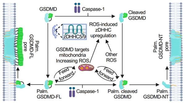 哈佛大学哈佛医学院/波士顿儿童医院吴皓课题组Nature：活性氧依赖S-棕榈酰化激活N-端和全长gasdermin D - 知乎