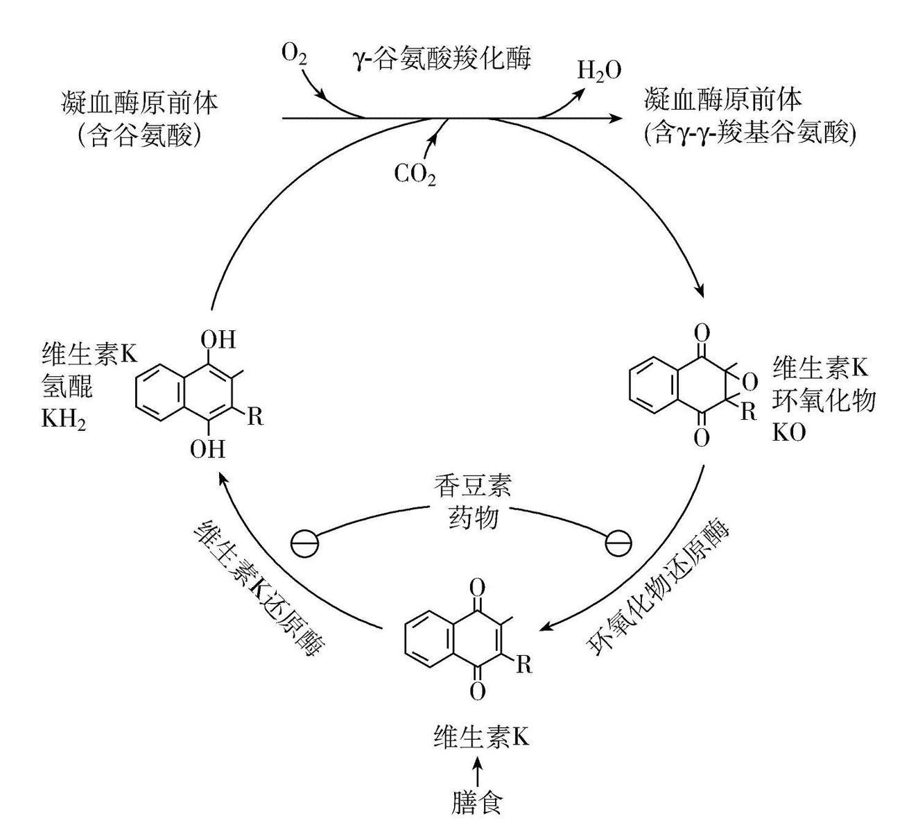 第四节 维生素K - 知乎