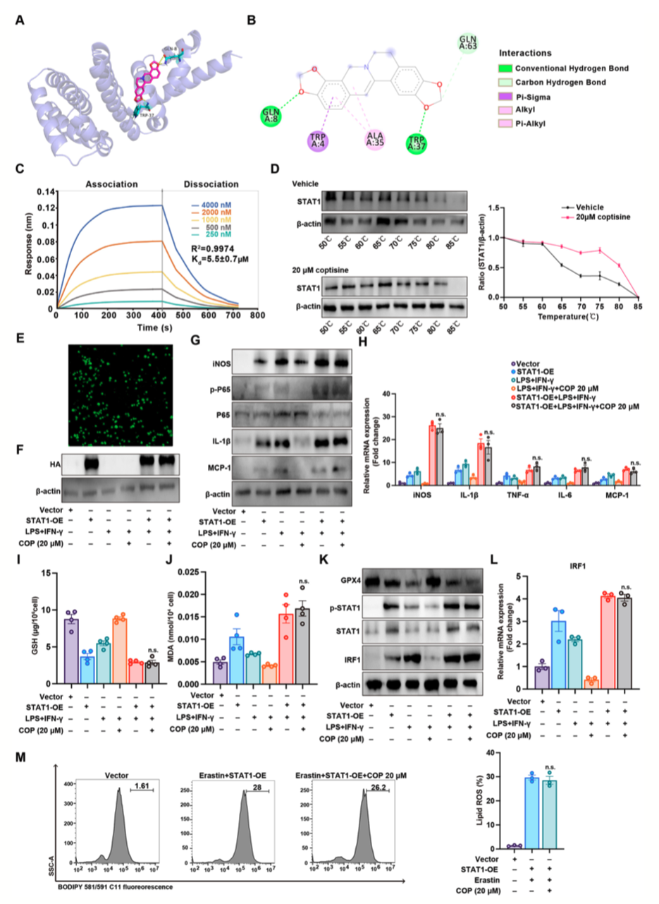 植物药研究｜黄连碱通过调节STAT1/IRF1/GPX4信号介导的库普弗细胞铁死亡，改善脓毒症的肝脏炎症 - 知乎