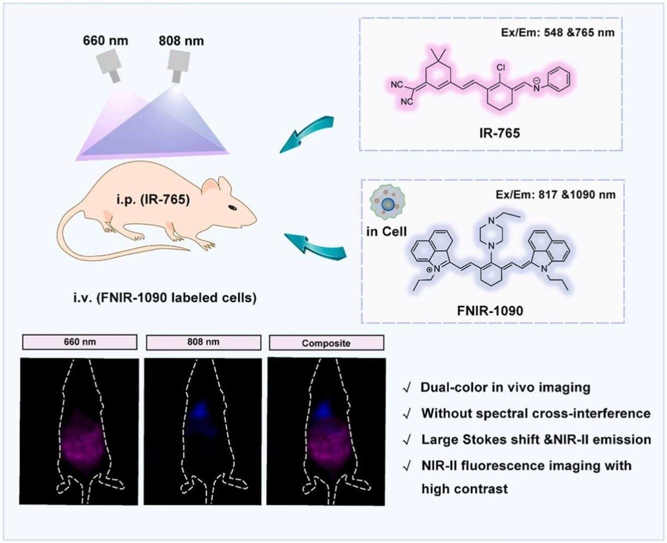 染料探针 | 实现体内无创、实时、双色NIR-II成像的近红外荧光探针 - 知乎