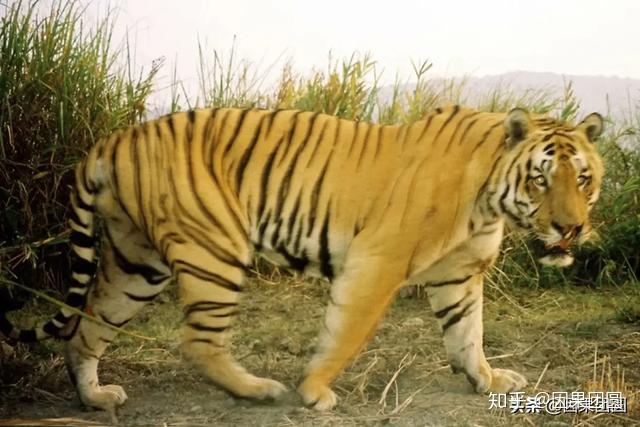 卡齐兰加系列5：传奇虎王KZT-085的故事！ - 知乎