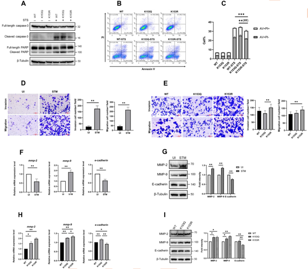 PLoS Pathog︱上海交通大学姚玉峰/卢捷课题组合作发现病原菌可通过调节宿主CDC42乙酰化修饰促进结直肠癌发生发展 - 知乎