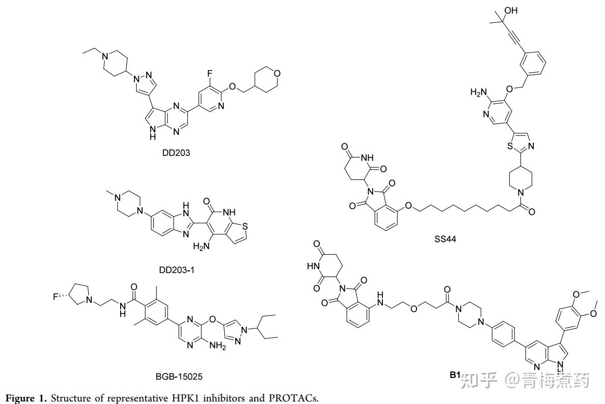 JMC|发现新型用于癌症免疫治疗的高效的、选择性的基于PROTAC的HPK1降解剂 - 知乎
