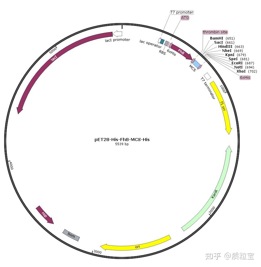 Fh8 标签原核表达质粒 - 知乎