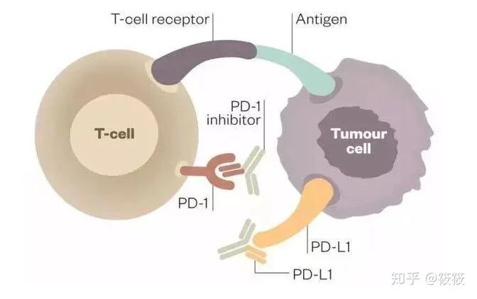 什么是PD-1? 什么又是PD-L1? - 知乎