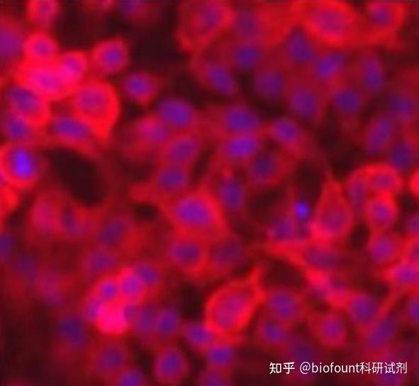 常用的细胞膜探针（DiD,Dir,Dil,Dio） - 知乎