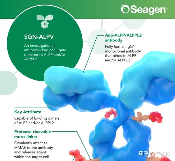 认识碱性磷酸酶：形式、特征和功能概述 - 知乎