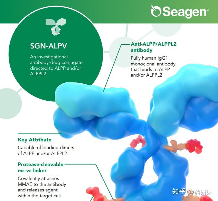 认识碱性磷酸酶：形式、特征和功能概述 - 知乎