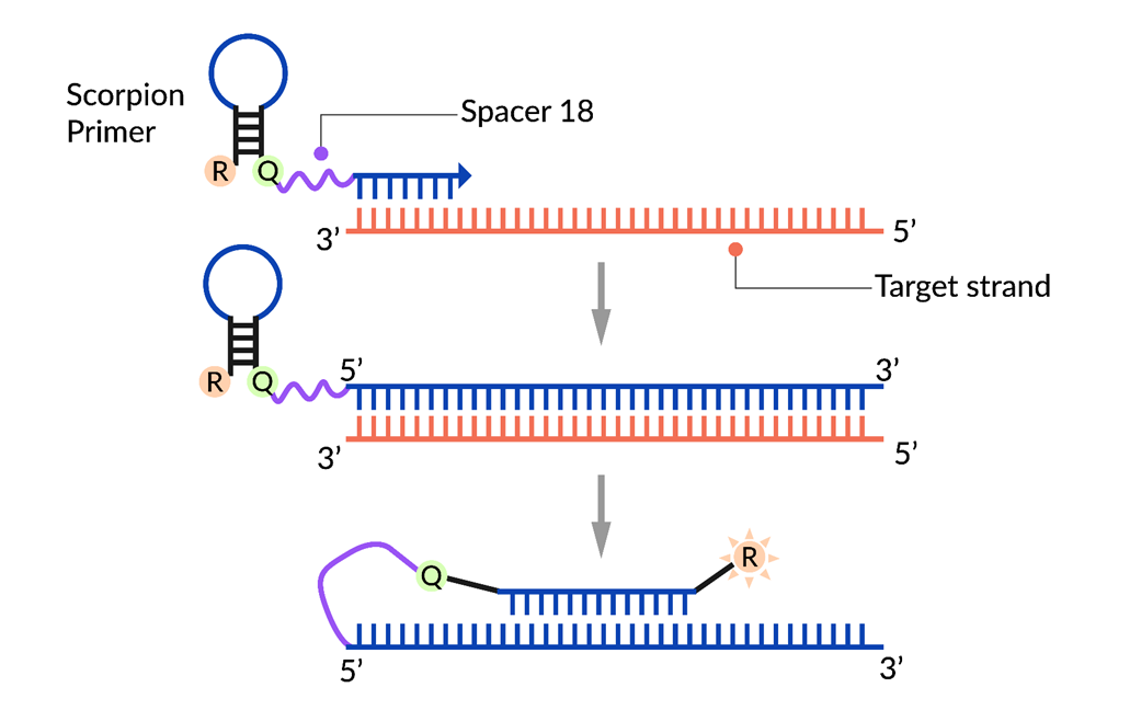 修饰引物/探针系列详解—间臂修饰 - 知乎