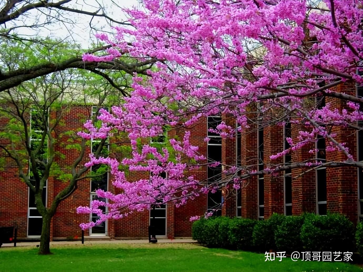 花园种植植物要多深的覆土才能成活长好？我建议参考下面的标准 - 知乎