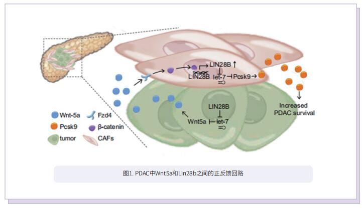 揭秘Lin28b在CAFs中的作用：PDAC治疗新突破！ - 知乎