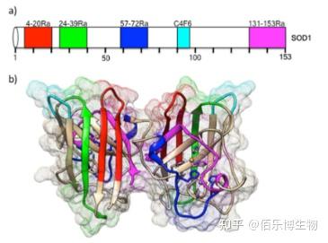 震撼！全球首款渐冻症基因疗法Tofersen精准靶向SOD1蛋白，国内重磅获批！ - 知乎