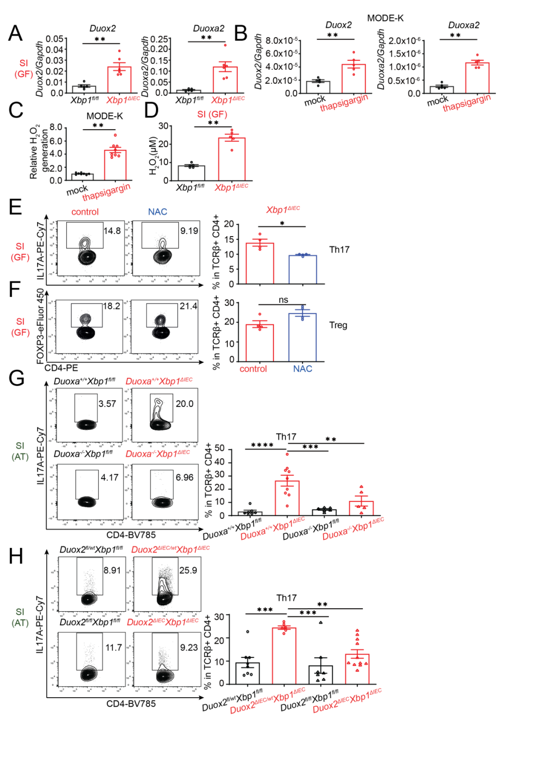 Immunity︱哈佛医学院段金志等揭示肠上皮细胞通过上调内质网应激促进Th17细胞的分化的机理 - 知乎