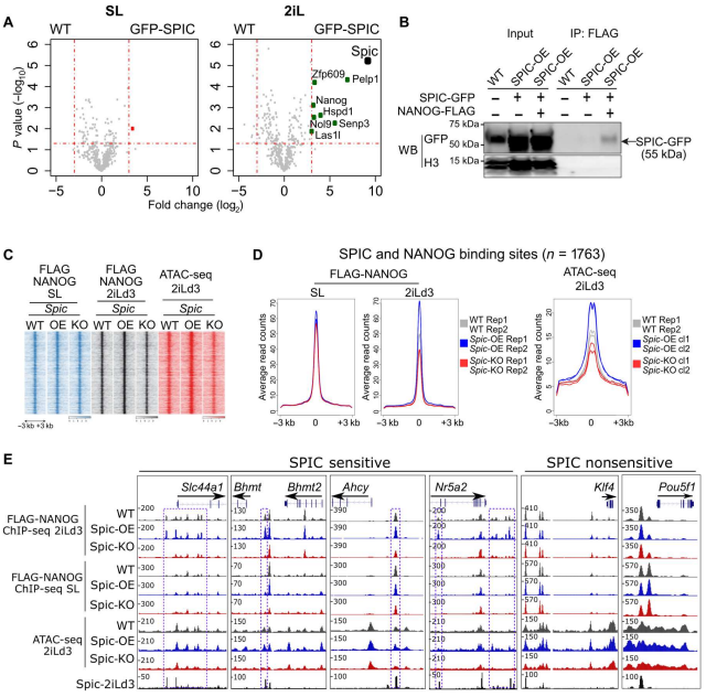 Science adv | 转录因子SPIC连接胚胎干细胞中的细胞代谢与表观调控 - 知乎