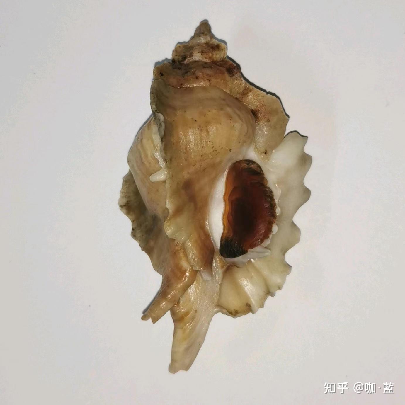 中国海域刍秣螺亚科（Ocenebrinae)的最新分类资料 - 知乎